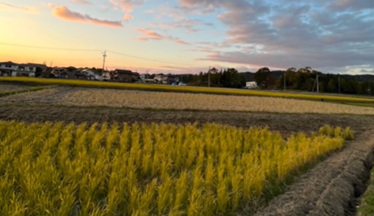 第19回）小規模事業者が実践するSDGs - coki (公器）